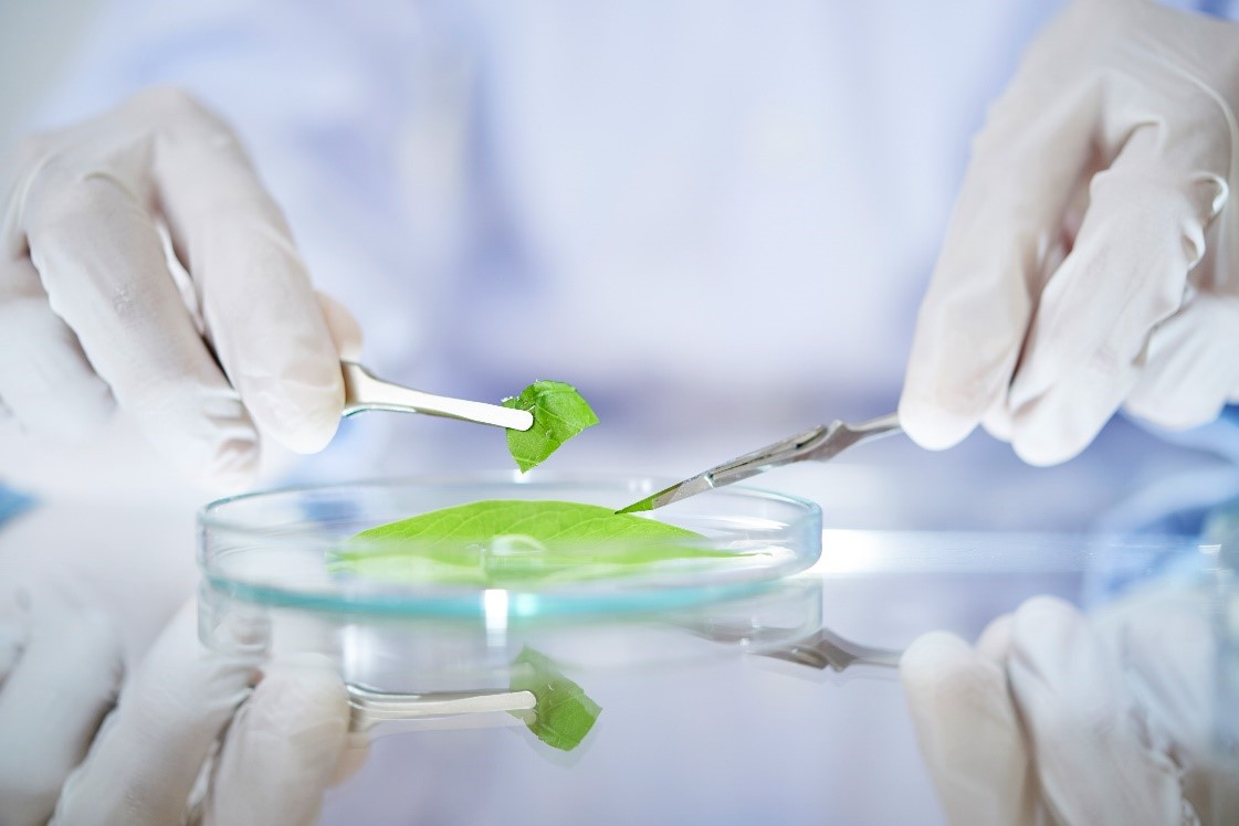 InnCoCells – Innovative cosmetic ingredients from plants and plant ...