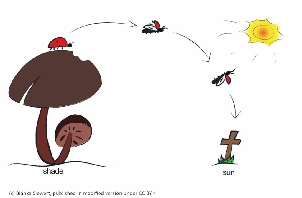 Egon Stahl Award for Bianka Siewert - Society for Medicinal Plant and ...