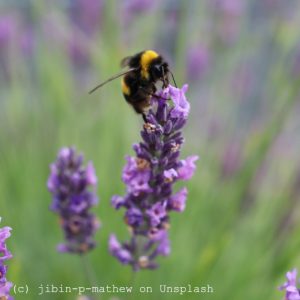 Home - Society for Medicinal Plant and Natural Product Research (GA)